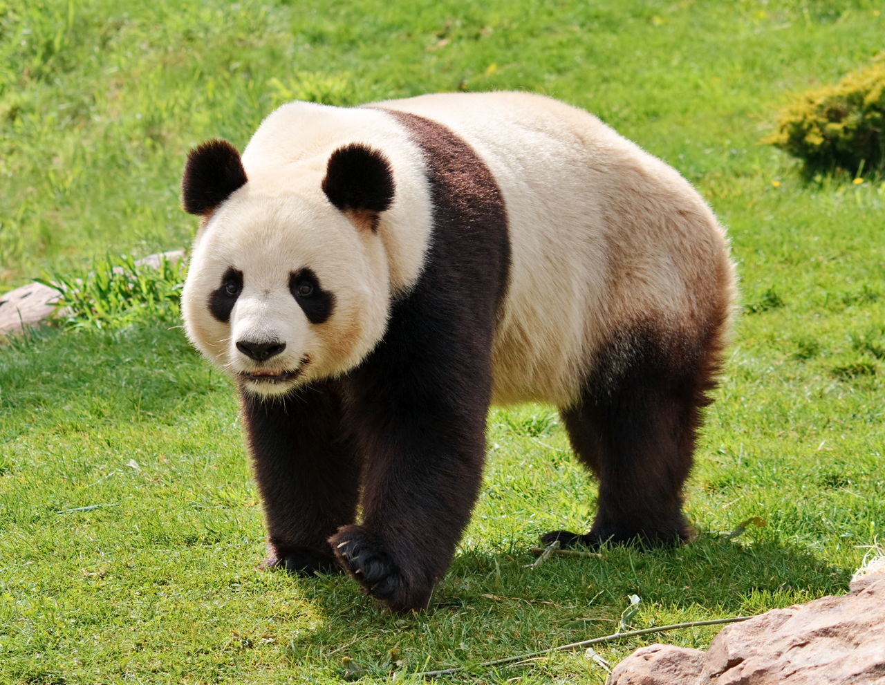 Top 10 Dumbest Animals On The Planet Earth - DailyContributors.com